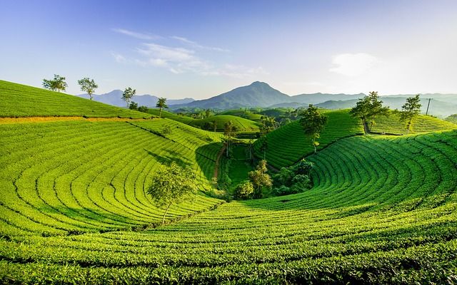 Ilam: The Tea Capital of Nepal You Need to Visit